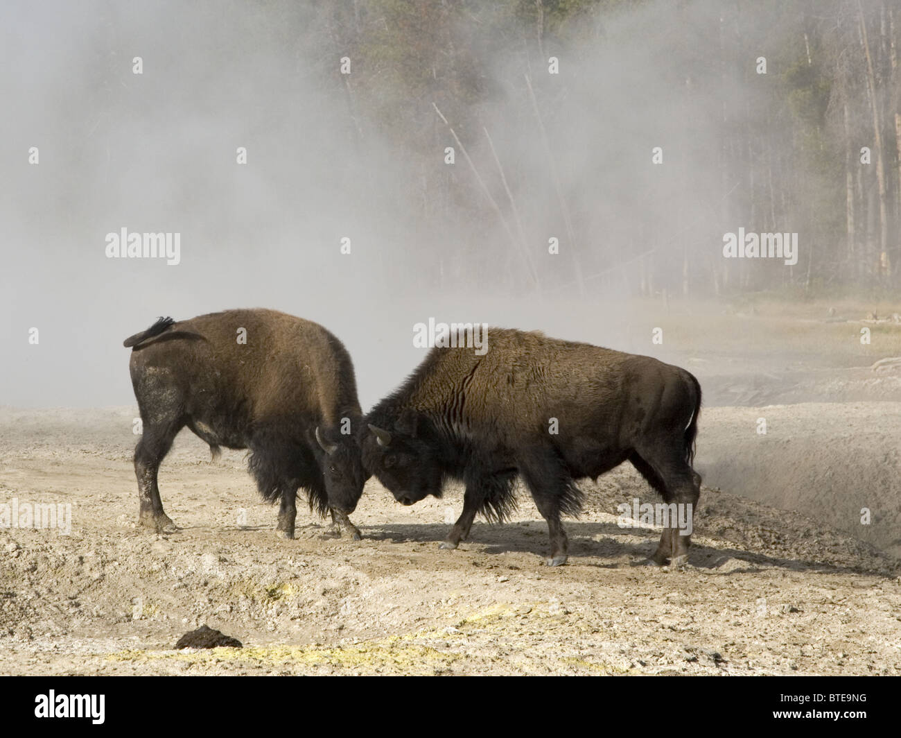 American bison and fighting hi-res stock photography and images - Alamy