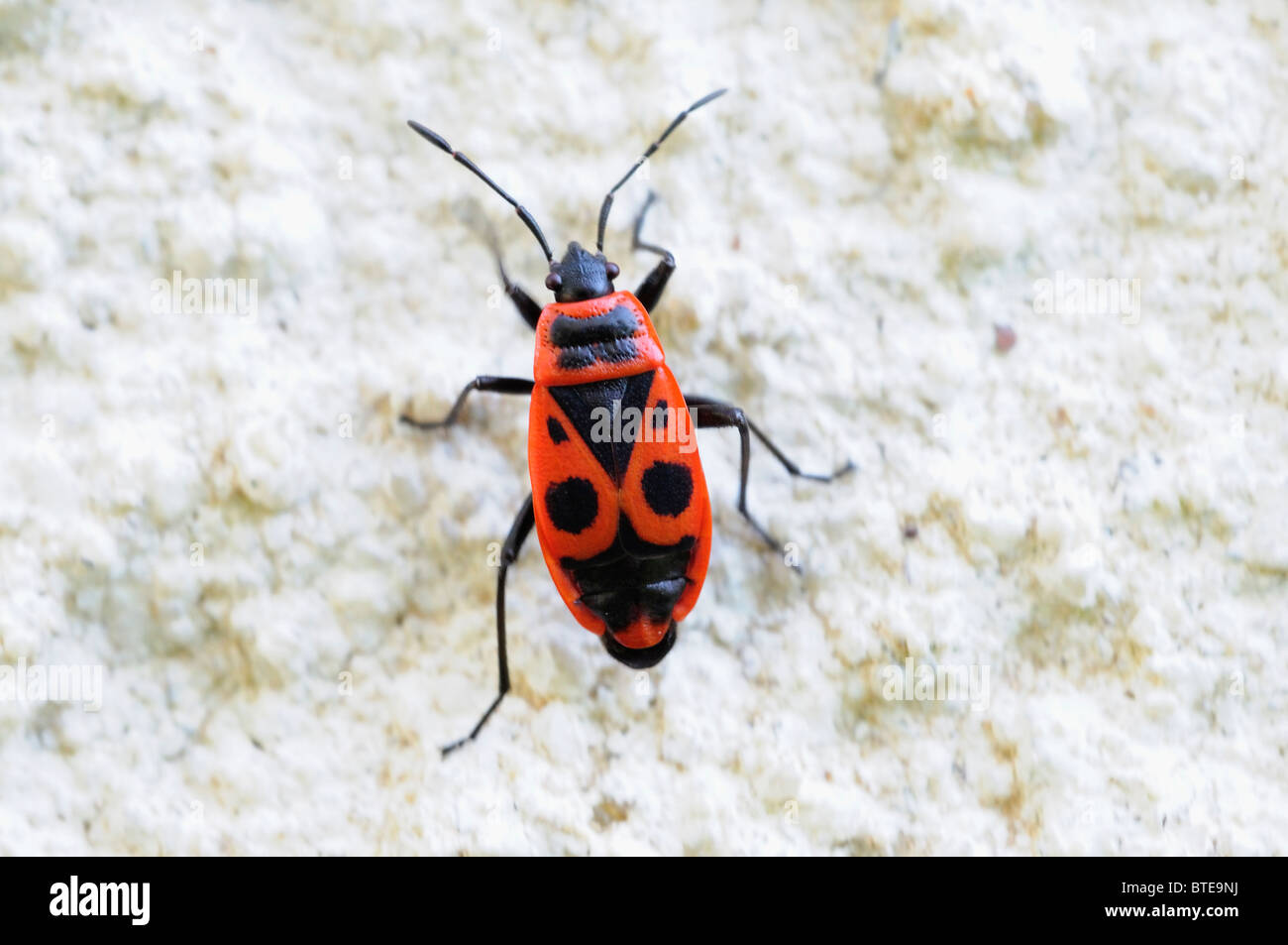 Pyrrhocoris Apterus High Resolution Stock Photography and Images - Alamy