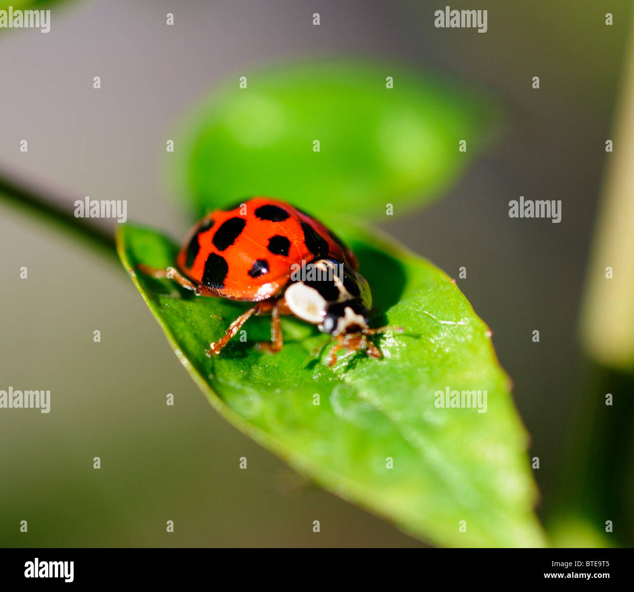 Ladybug crawling on leaf Stock Photo - Alamy