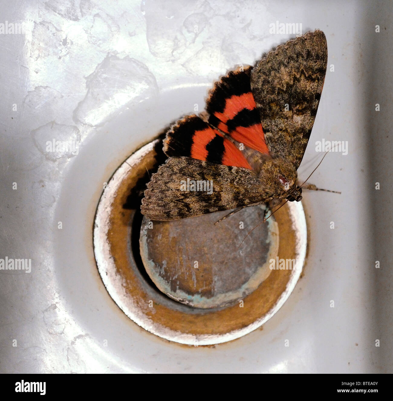 Sweetheart underwing moth on sink drain Stock Photo - Alamy