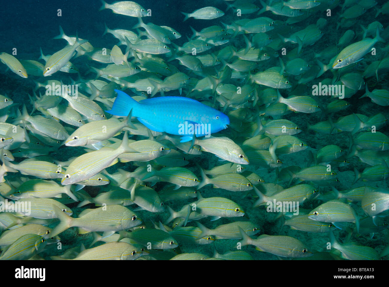 School of white grunts off Key Largo coast, Florida, USA Stock Photo ...