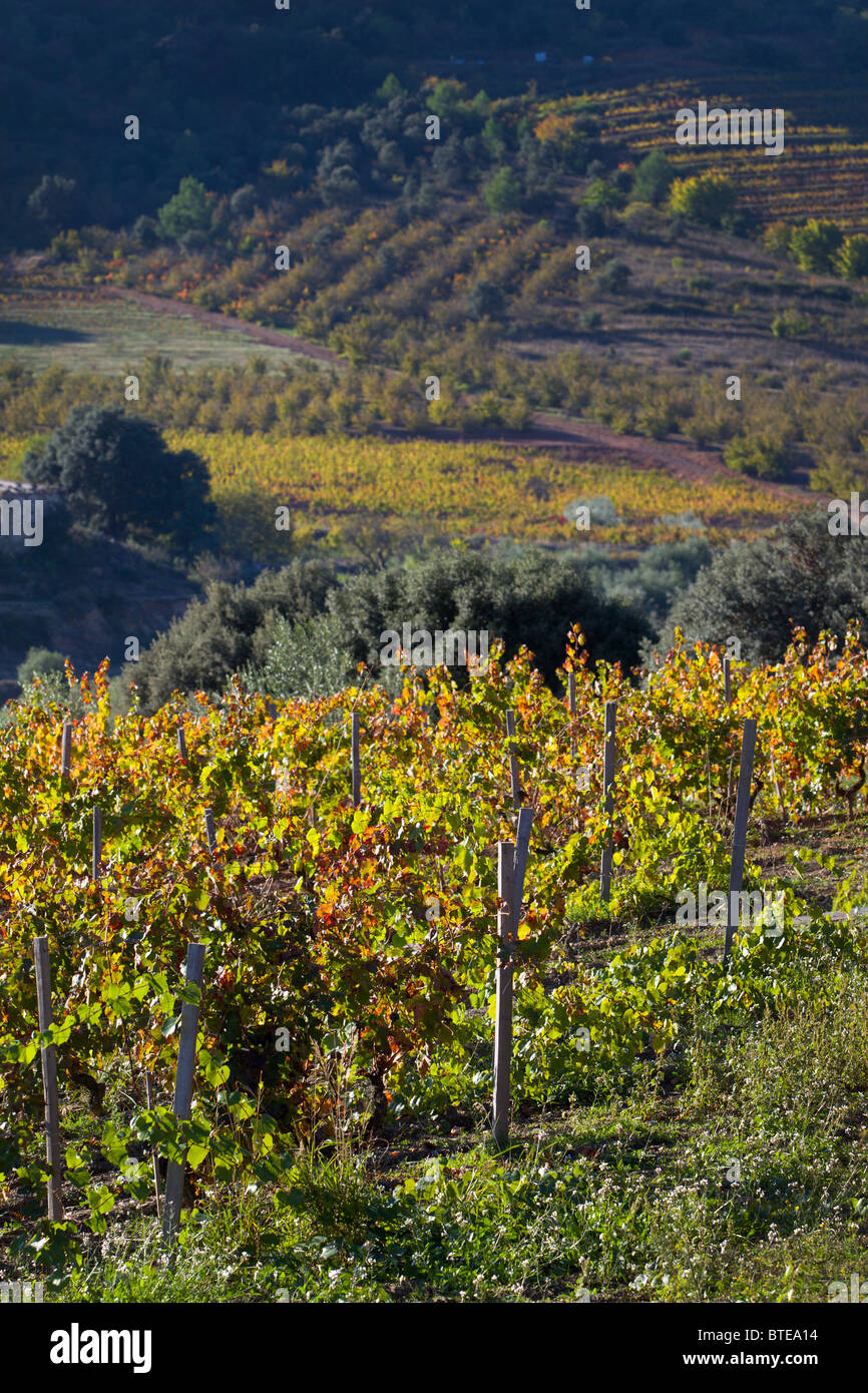 Vineyard in the Priorat region of Spain Stock Photo - Alamy