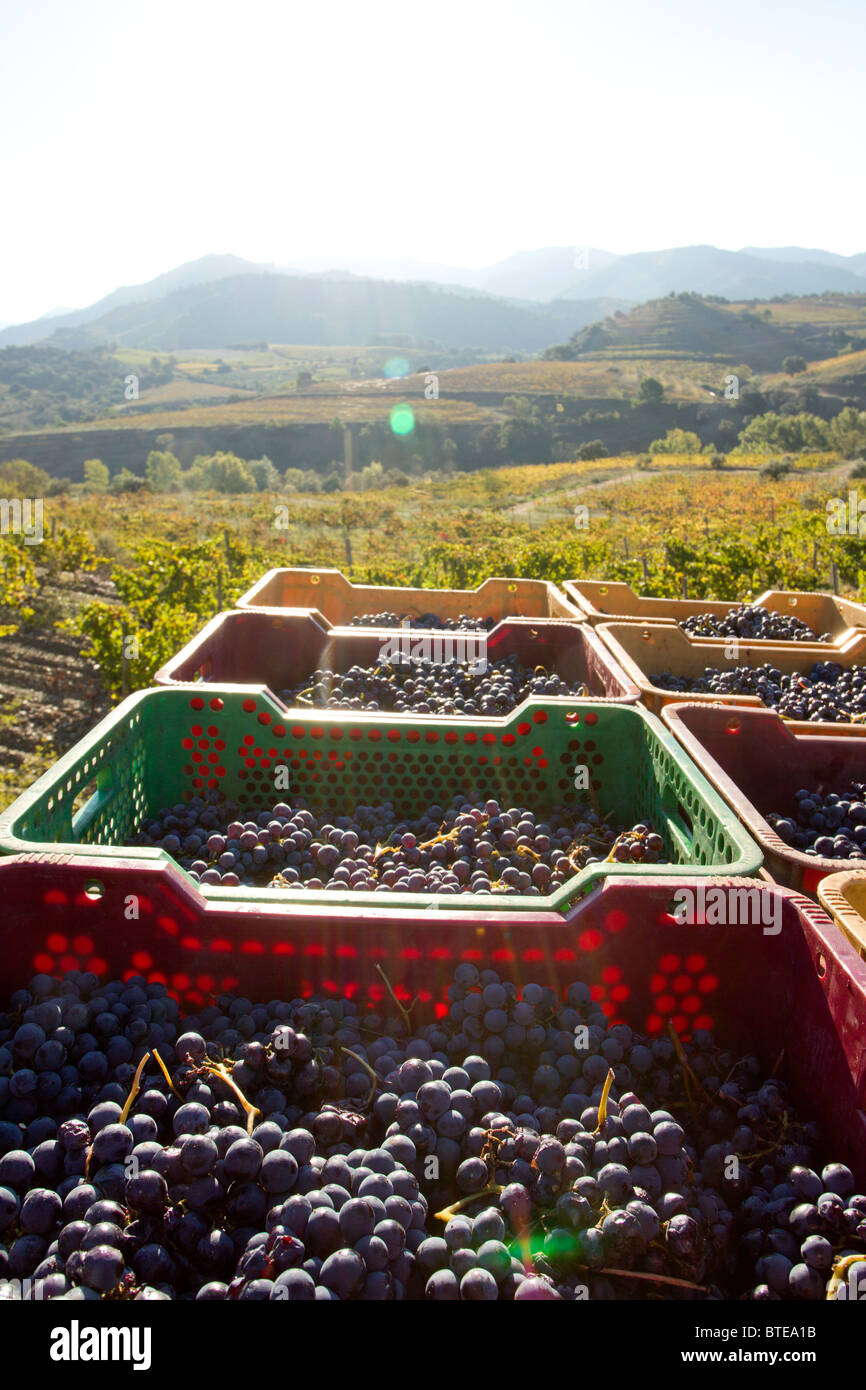 Crates full of grapes in the Priorat wine region, Tarragona, Spain ...