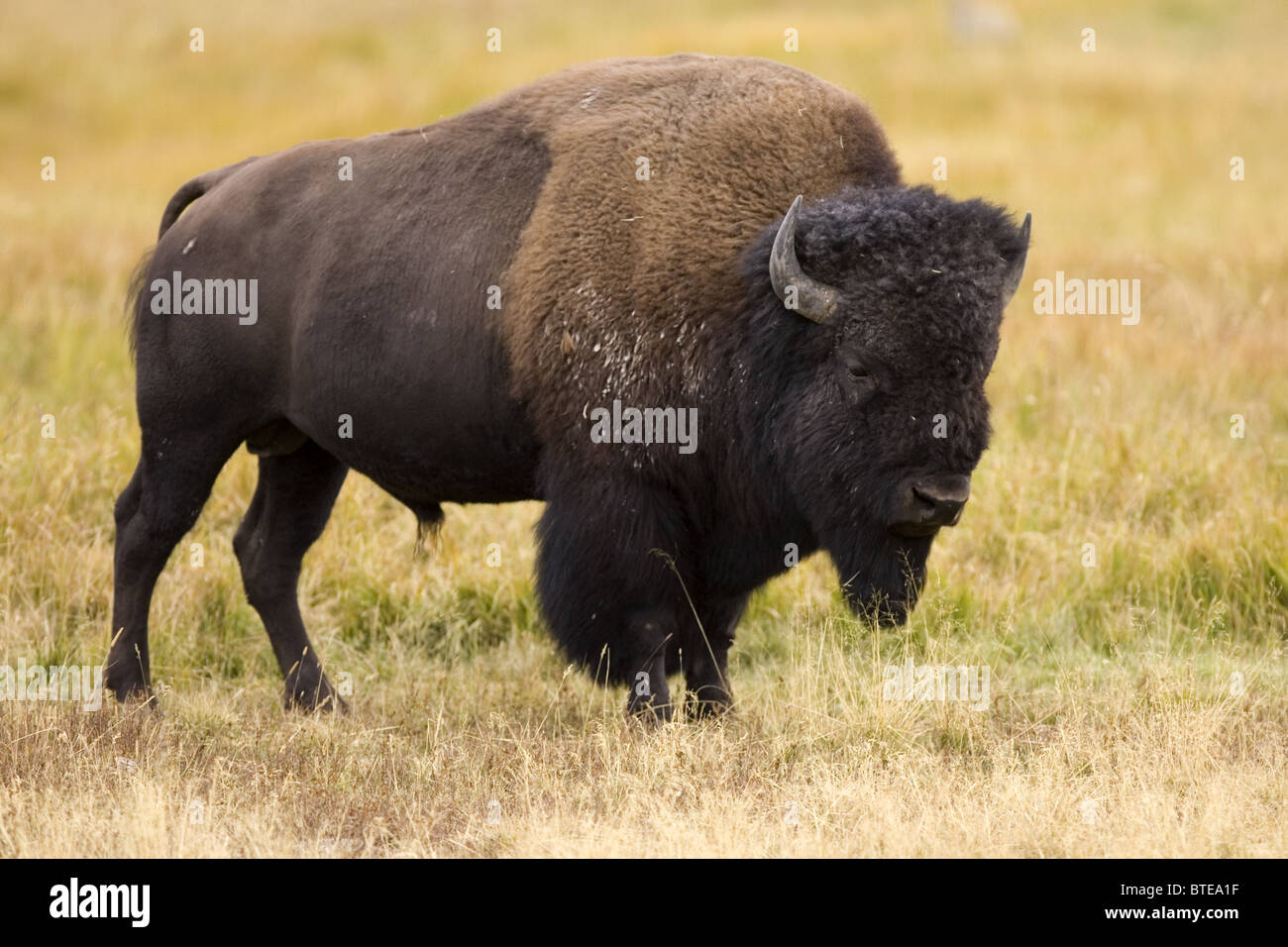Bison hayden hi-res stock photography and images - Alamy