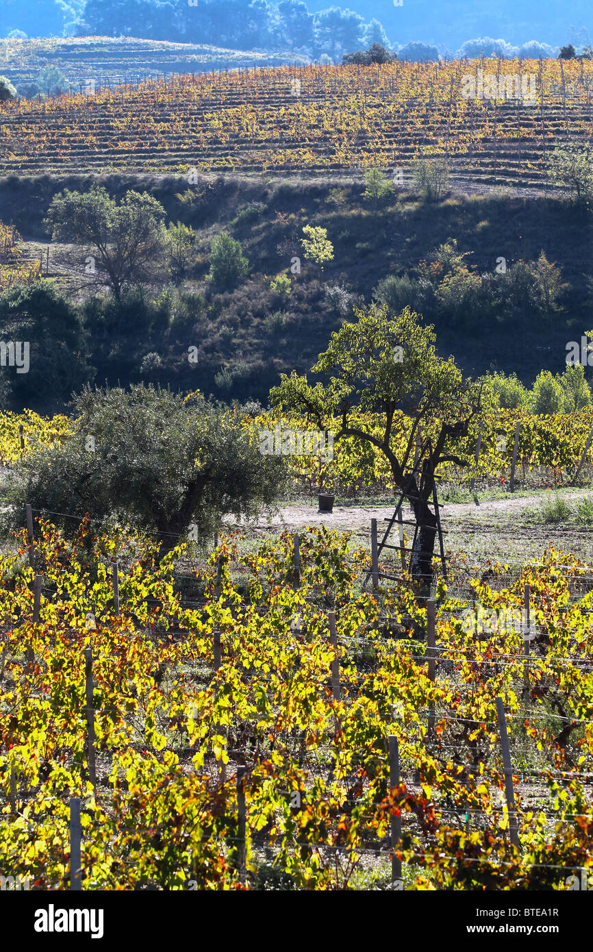 Priorat region hi-res stock photography and images - Alamy