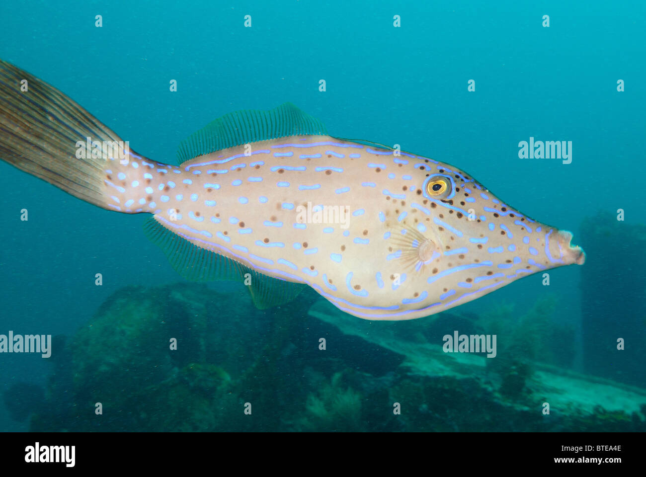 Seagrass filefish hi-res stock photography and images - Alamy