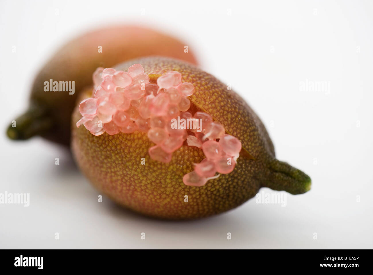 Finger lime hi-res stock photography and images - Alamy