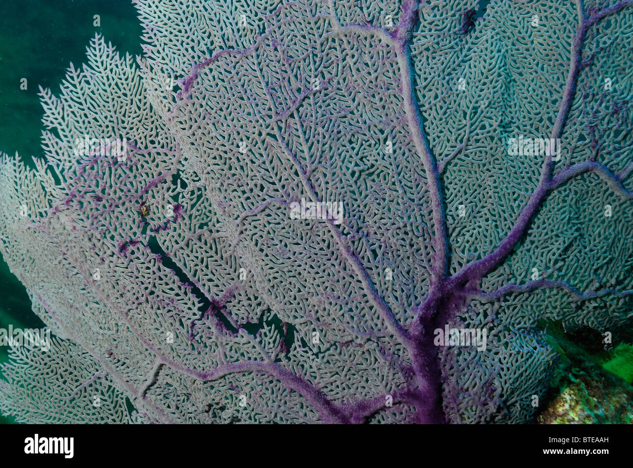 Sea fan scientific name hi-res stock photography and images - Alamy