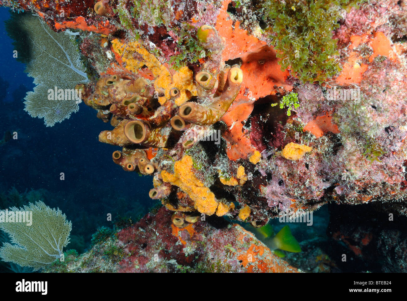 Stove-pipe sponges off Key Largo coast, Florida, USA Stock Photo - Alamy