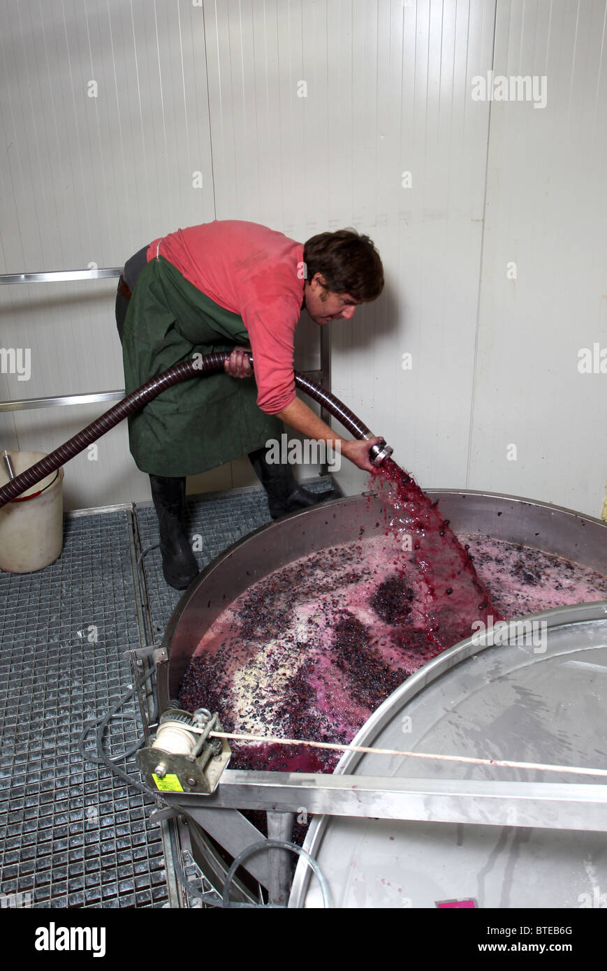 Mixing the contents of fermenting grapes in a stainless steel vat in ...