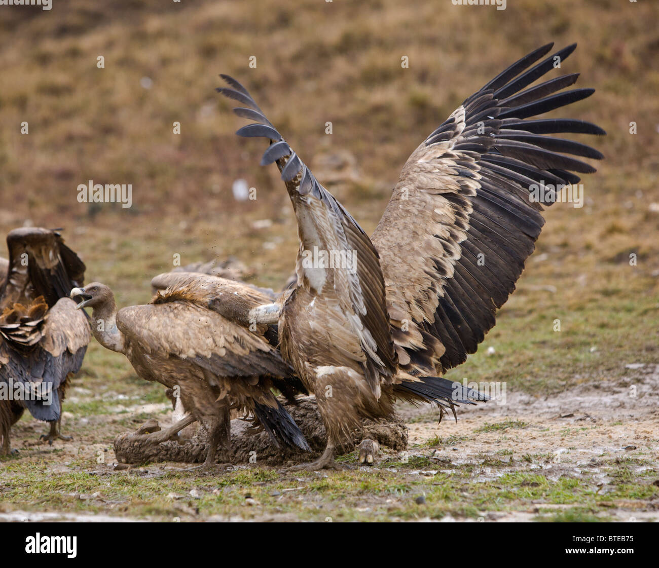 Griffon Vulture vultures Gyps fulvus fighting over carcass Spanish ...