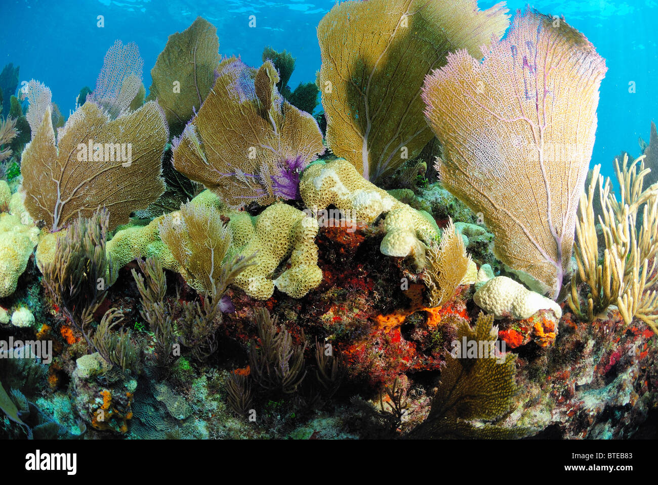 Venus sea fan off Key Largo coast, Florida, USA Stock Photo - Alamy