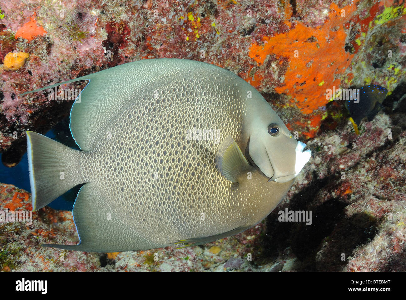 Gray angelfish scientific name hi-res stock photography and images - Alamy