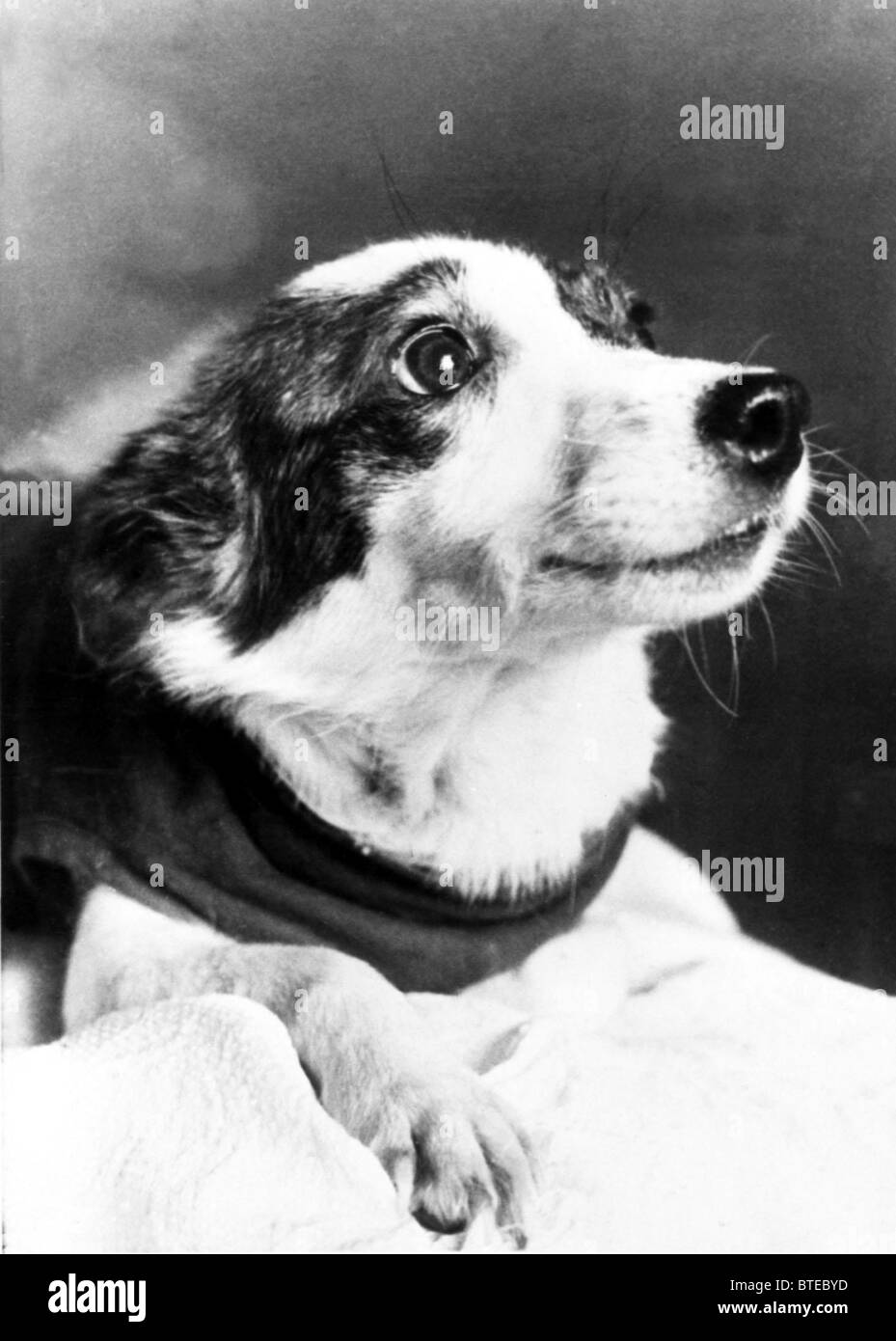 Russian Dog In Space High Resolution Stock Photography and Images - Alamy