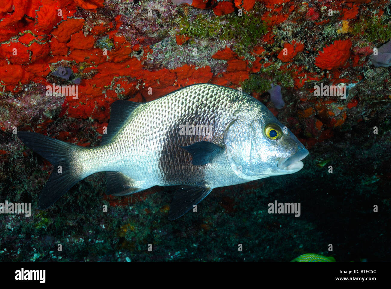 Black margate off Key Largo coast, Florida, USA Stock Photo - Alamy