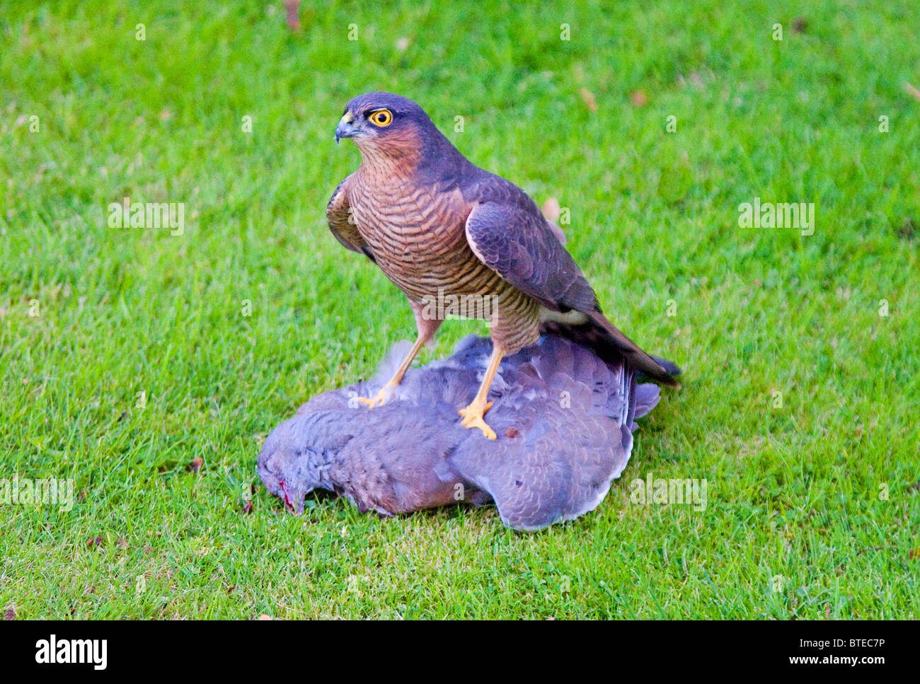 Pigeon hawk hi-res stock photography and images - Alamy