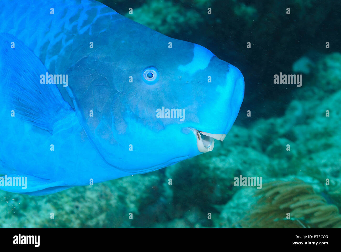 Blue parrotfish off Key Largo coast, Florida, USA Stock Photo - Alamy
