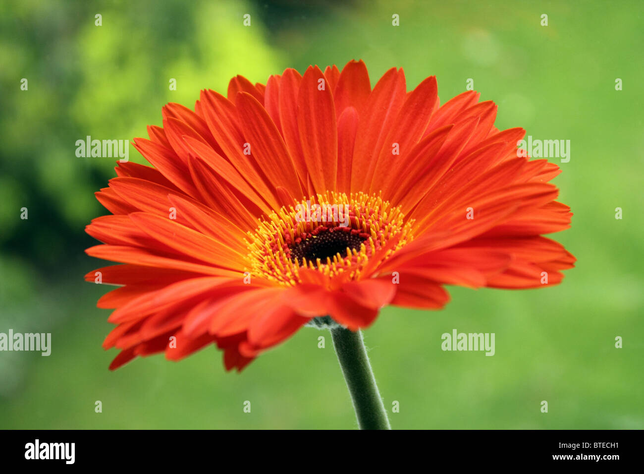 Daisy detail flower still life hi-res stock photography and images - Alamy
