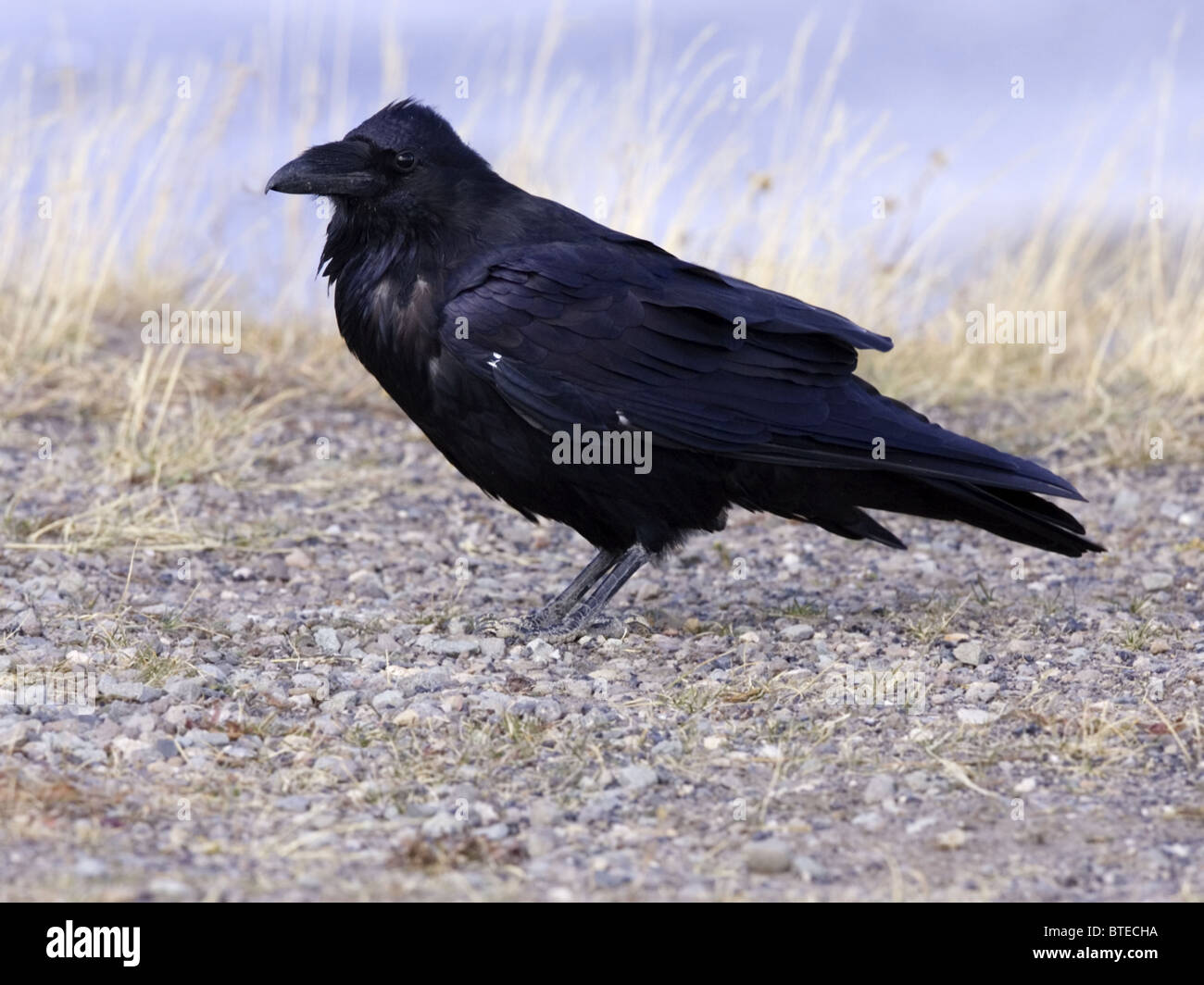 Raven perched hi-res stock photography and images - Alamy