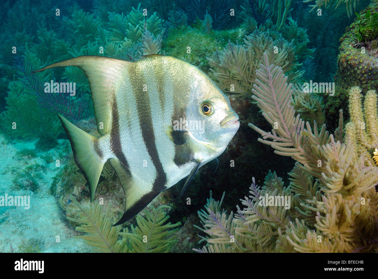 Atlantic spadefish scientific name hi-res stock photography and images ...