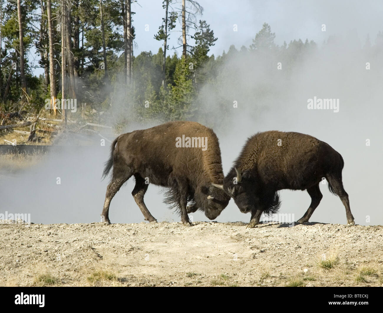Male bison fighting by Yellowstone hot spring Stock Photo - Alamy