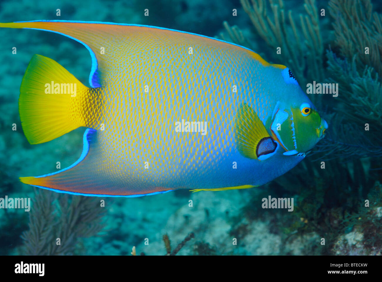 Fish bays hi-res stock photography and images - Alamy