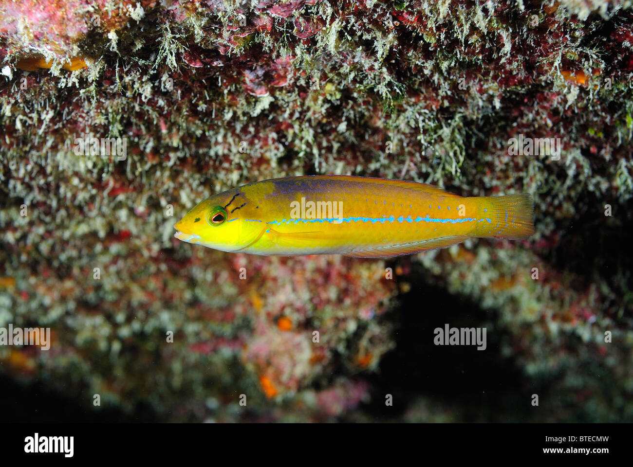 Uncommon on reefs or muddy bays a protogynous hermaphrodite hi-res ...