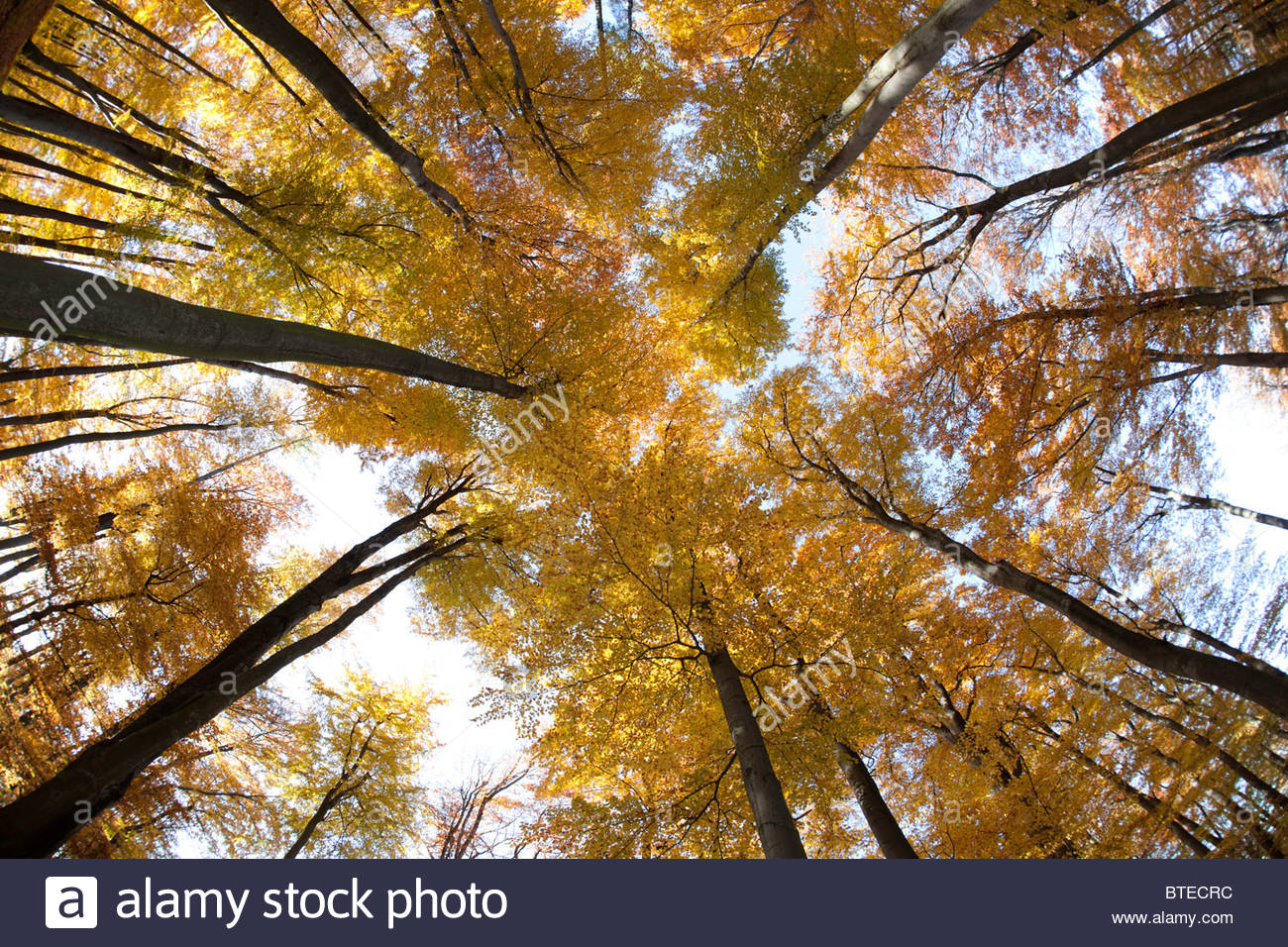 Forest Canopy Fisheye Stock Photos & Forest Canopy Fisheye Stock Images ...