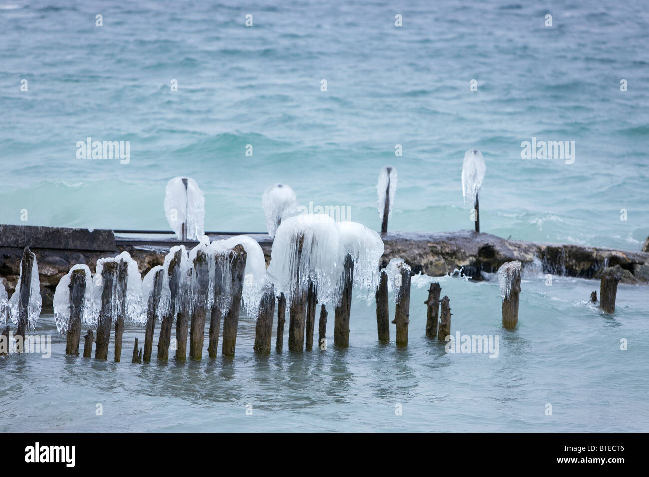 Ice covering stumps sticking out of lake Stock Photo - Alamy