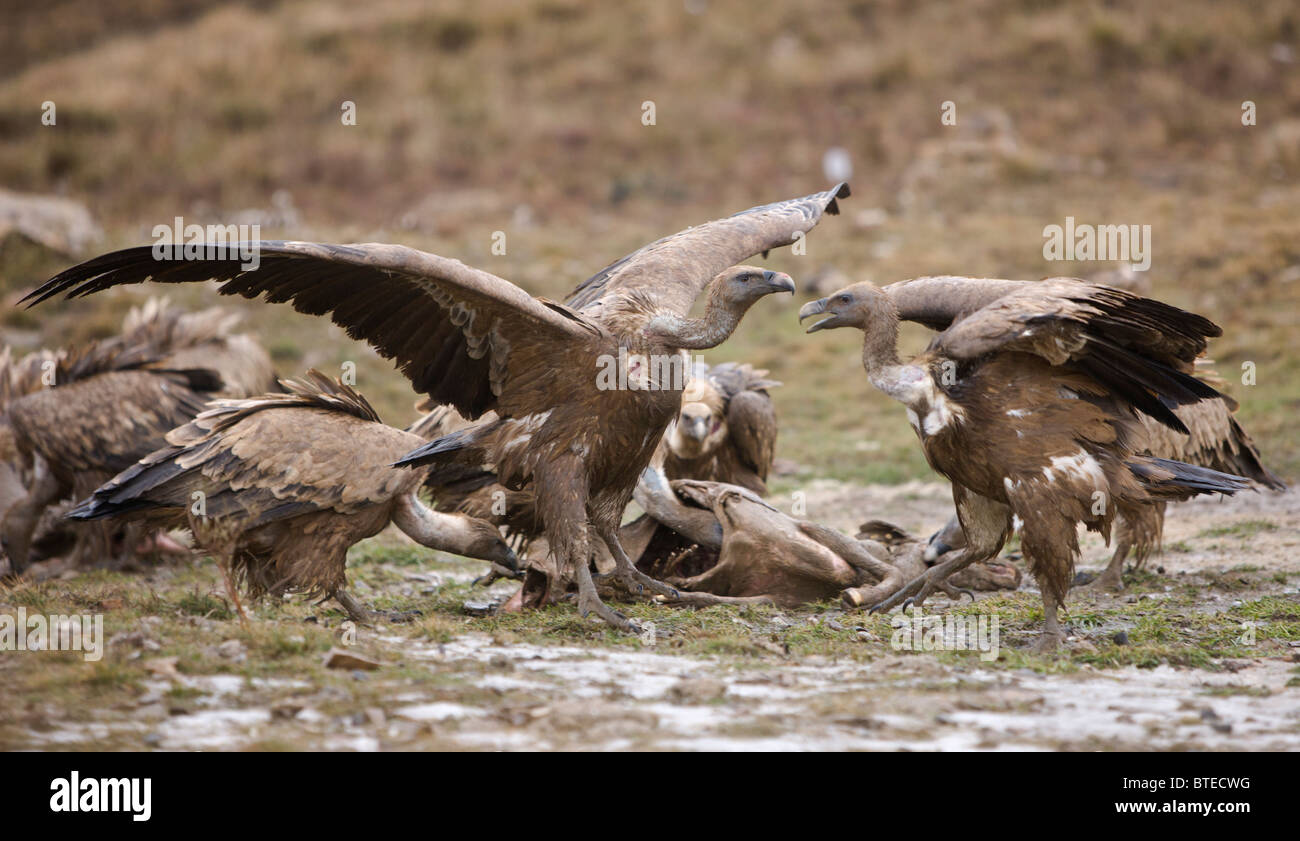 Griffon Vulture vultures Gyps fulvus fighting over carcass Spanish ...