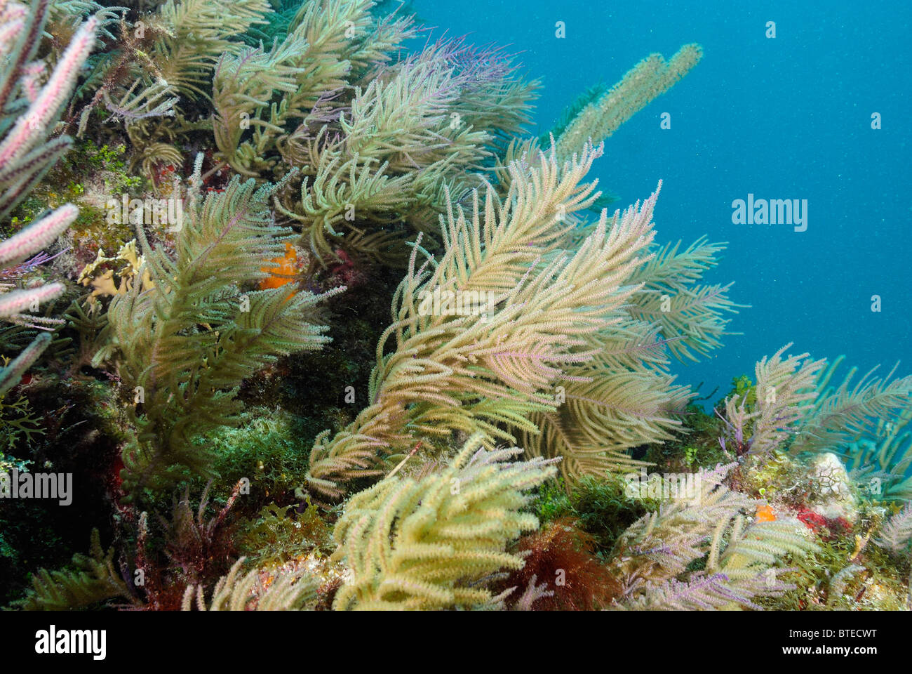 Silver Muricea Gorgonian off Key Largo coast, Florida, USA Stock Photo ...