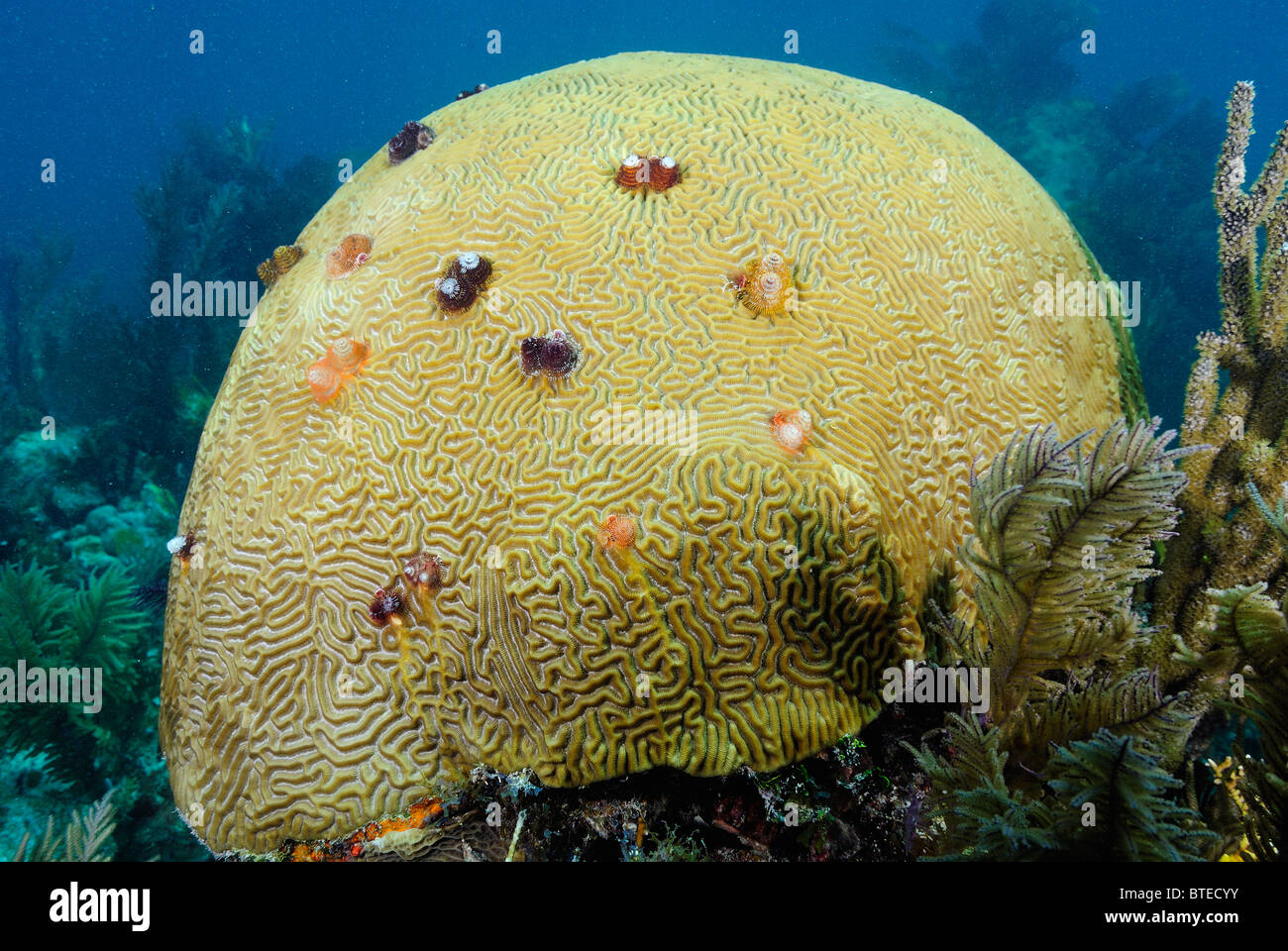 Brain Coral Anatomy