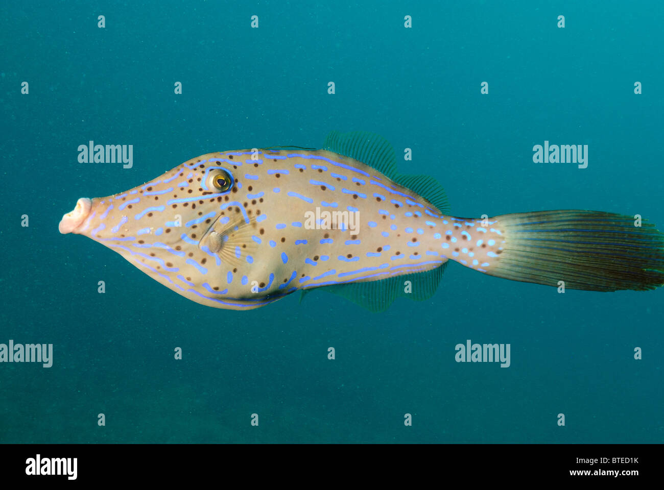 Seagrass filefish hi-res stock photography and images - Alamy