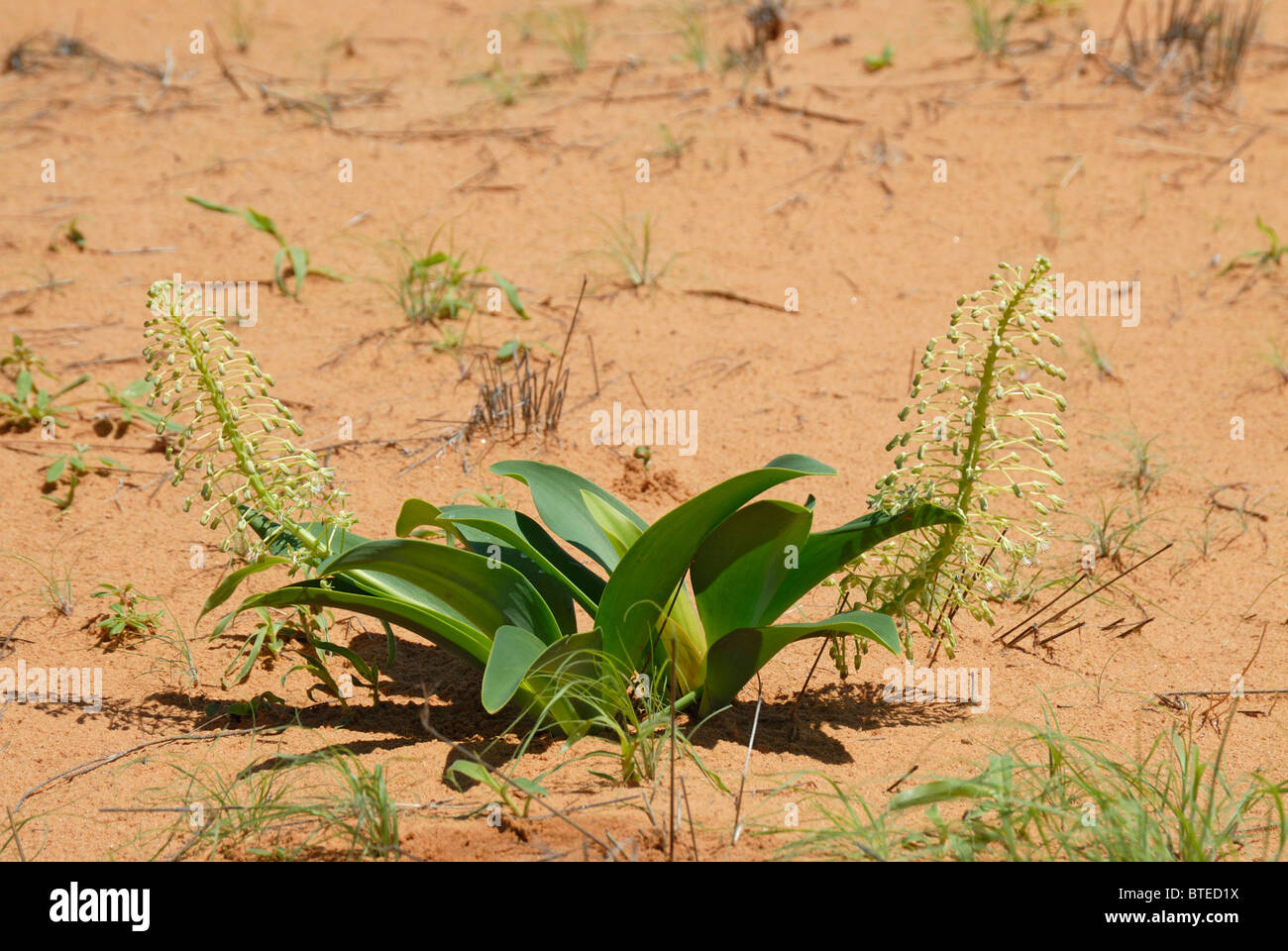Bulbous hi-res stock photography and images - Alamy