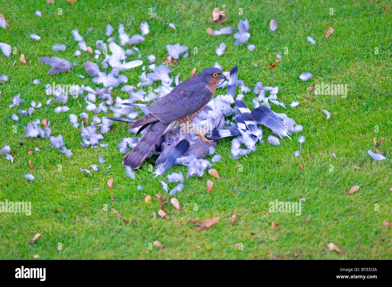 Bird of Prey, the Sparrowhawk in England, seen eating a pigeon it had ...