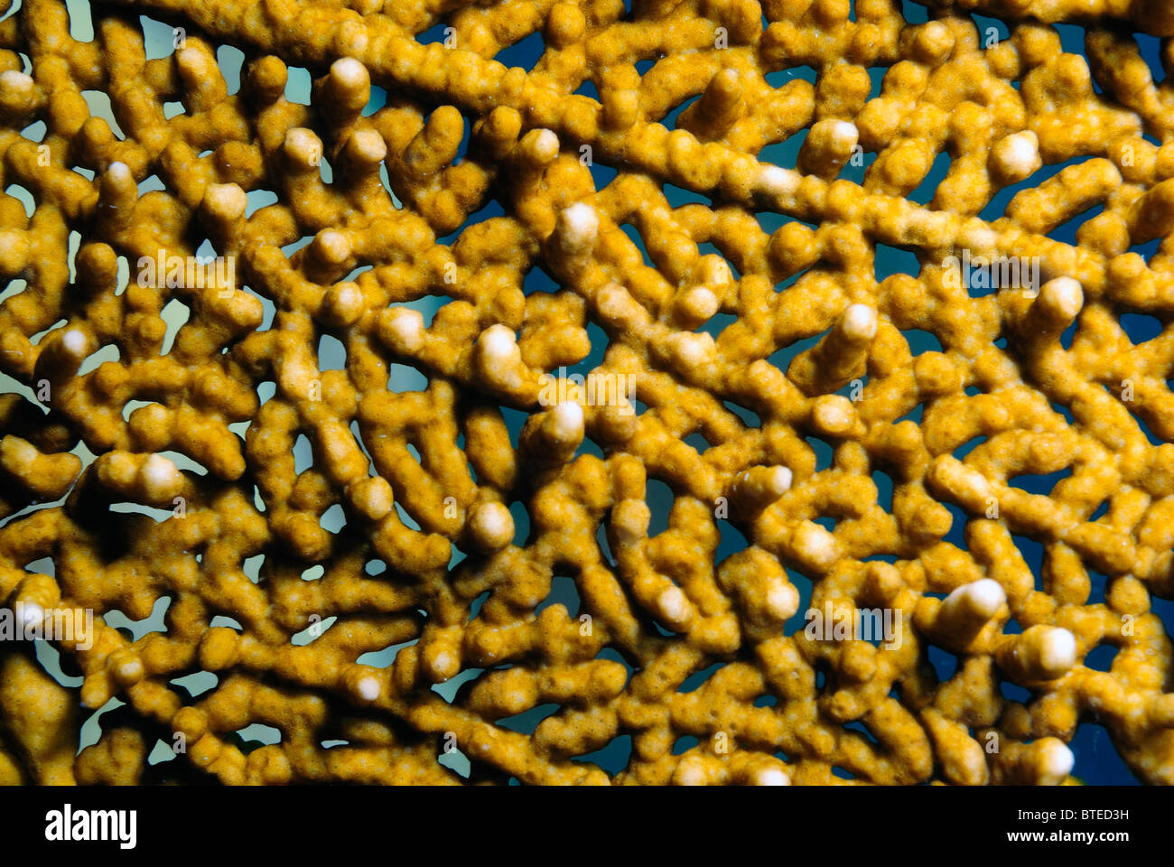 Fire coral close up hi-res stock photography and images - Alamy