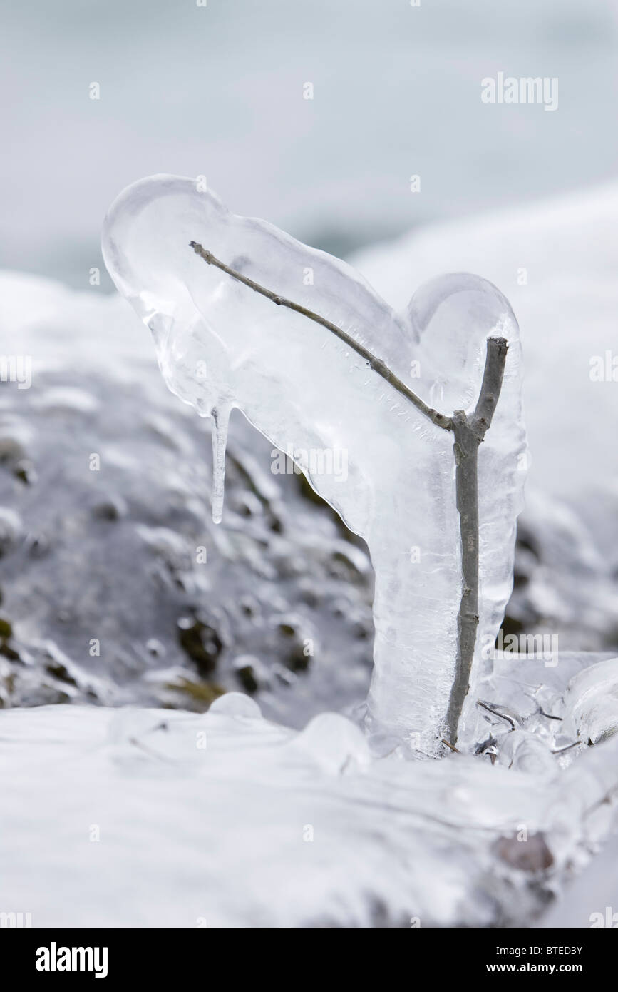 Twig covered in ice Stock Photo - Alamy