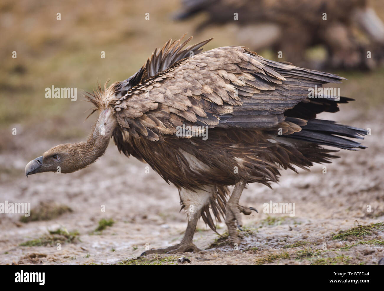 Griffon Vulture Gyps fulvus stood by carcass Spanish Pyrenees Stock ...