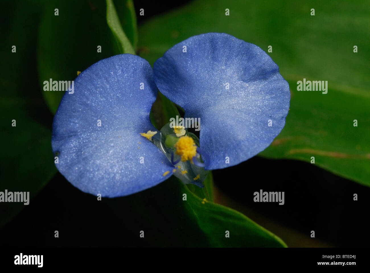 Commelina hi-res stock photography and images - Alamy