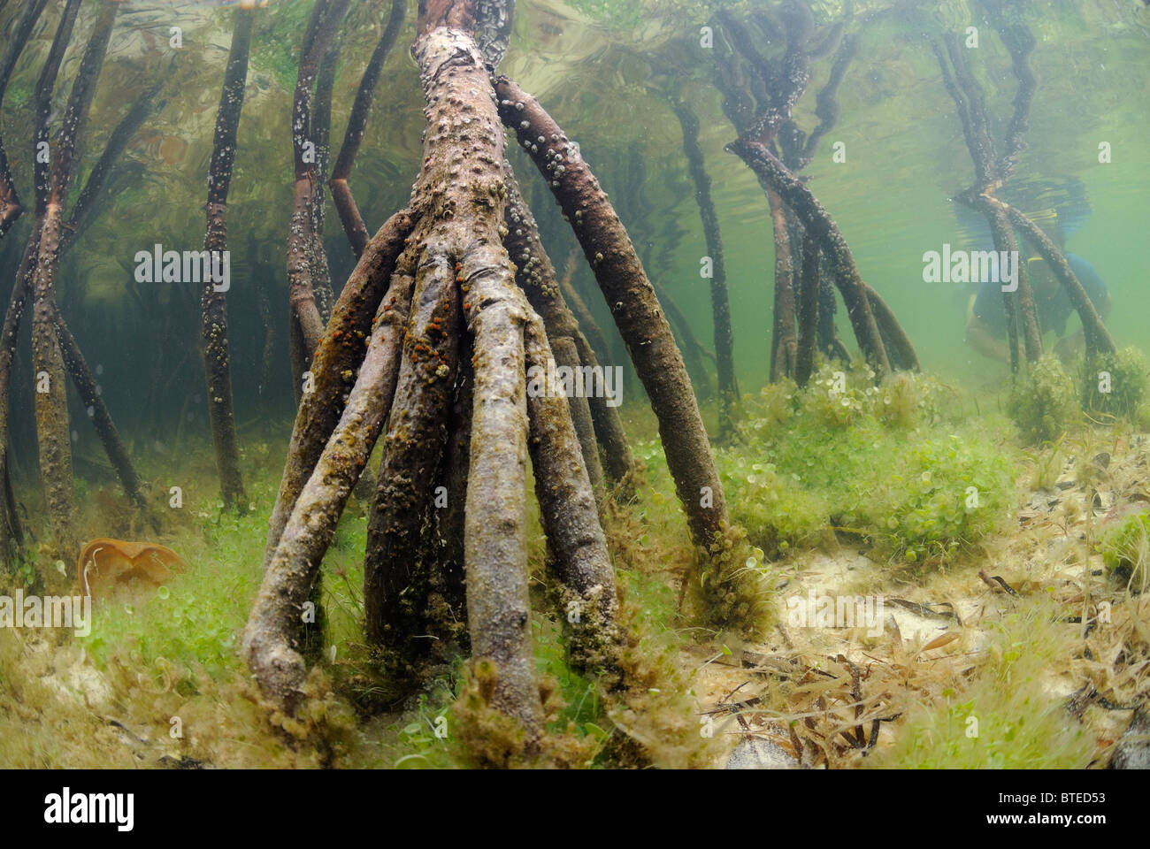 Red mangrove trees in Key Largo, Gulf of Mexico, Florida, USA Stock ...