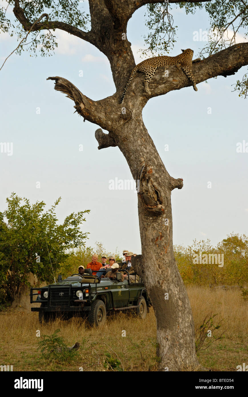 Safari vehicle leopard africa hi-res stock photography and images - Alamy