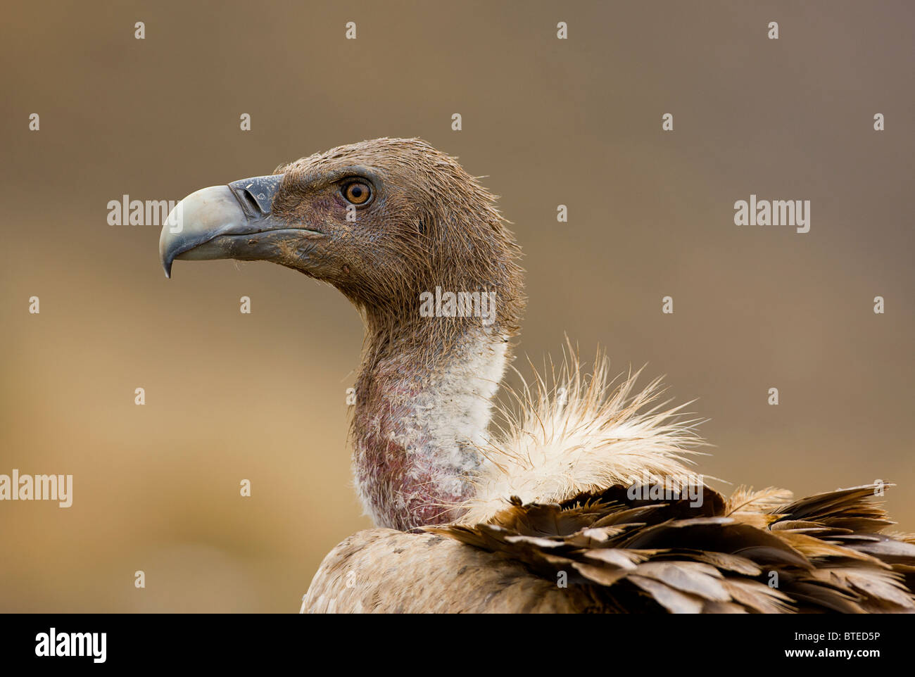 Vulture Face Portrait High Resolution Stock Photography and Images - Alamy