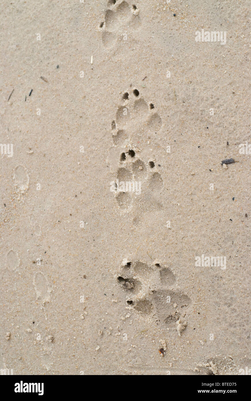 Dog tracks sand hi-res stock photography and images - Alamy