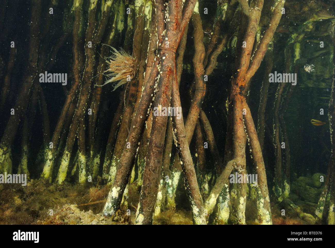 Red mangrove trees in Key Largo, Gulf of Mexico, Florida, USA Stock ...