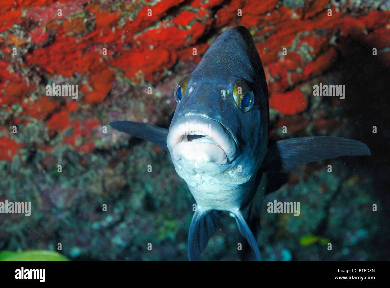 Black margate off Key Largo coast, Florida, USA Stock Photo - Alamy