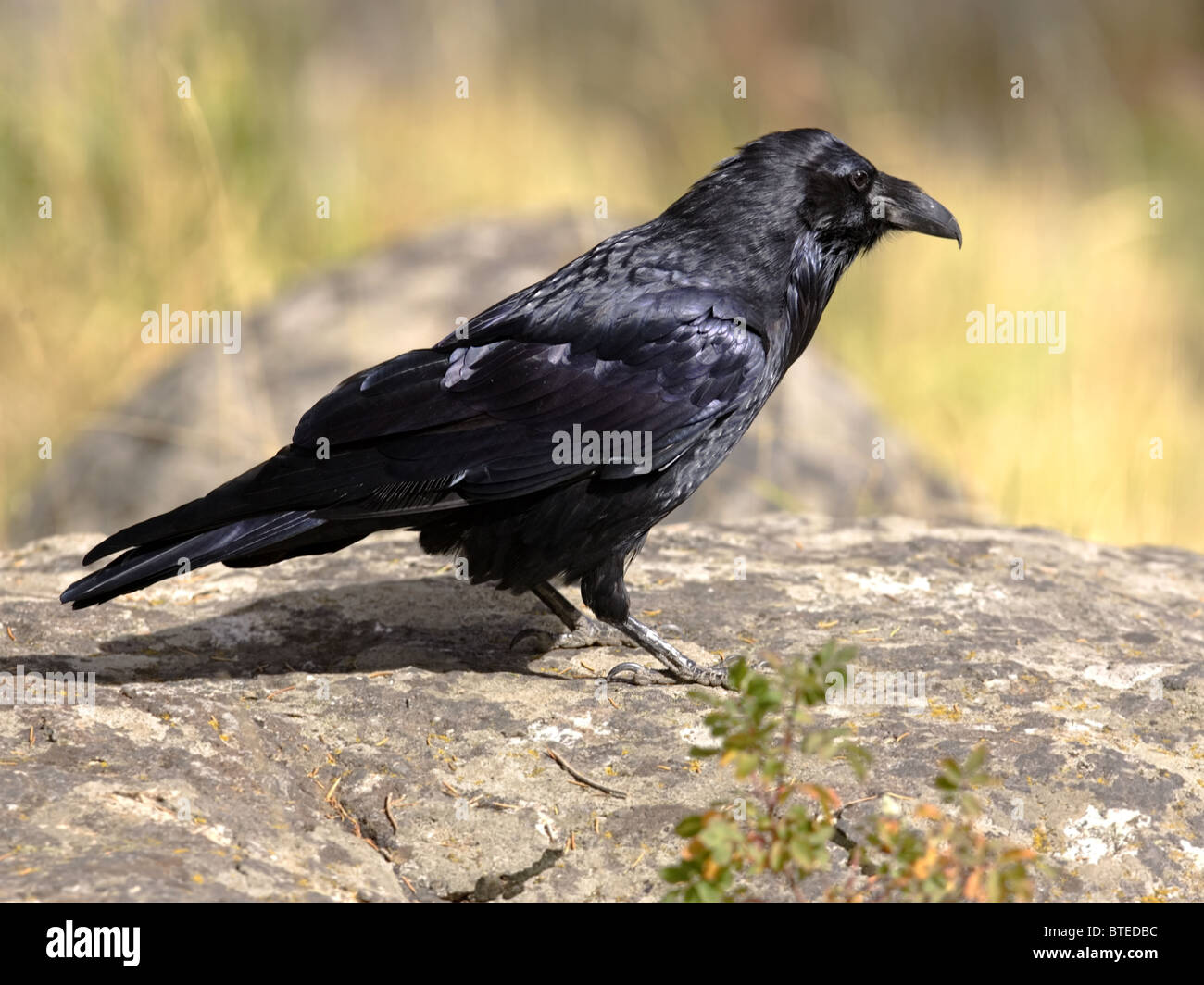 Raven perched hi-res stock photography and images - Alamy
