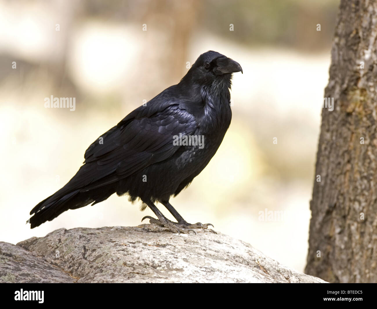 Raven perched hi-res stock photography and images - Alamy