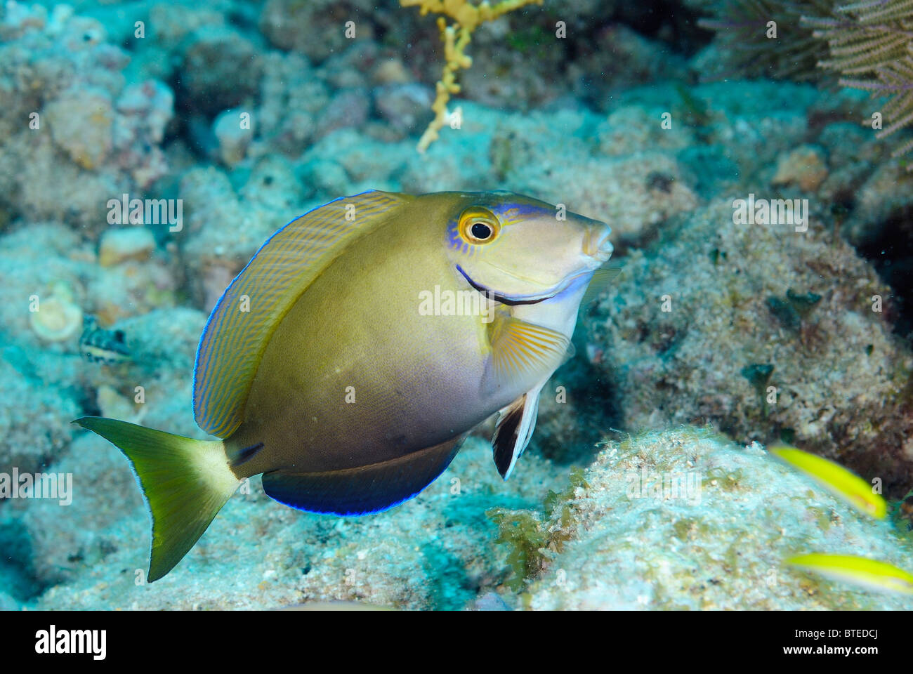 Juvenile ocean surgeonfish off Key Largo coast, Florida, USA Stock ...
