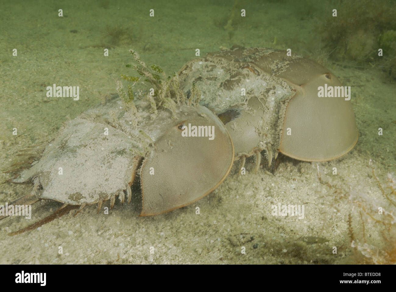 Horseshoe crabs off Key Largo, Gulf of Mexico, Florida, USA Stock Photo ...