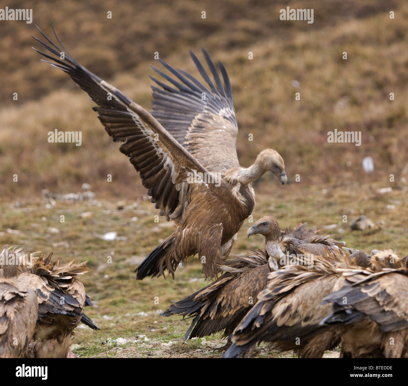 Griffon Vulture vultures Gyps fulvus fighting over carcass Spanish ...